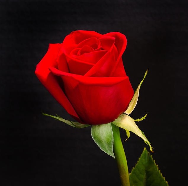 Michael Carlson Obituary - Ft. Collins, CO