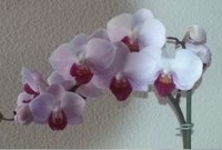 Merle Ryan Obituary - Seattle, WA