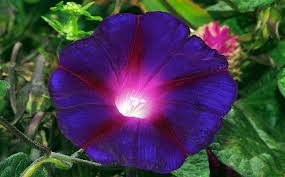 Violet Andrews Obituary - Las Vegas, NV