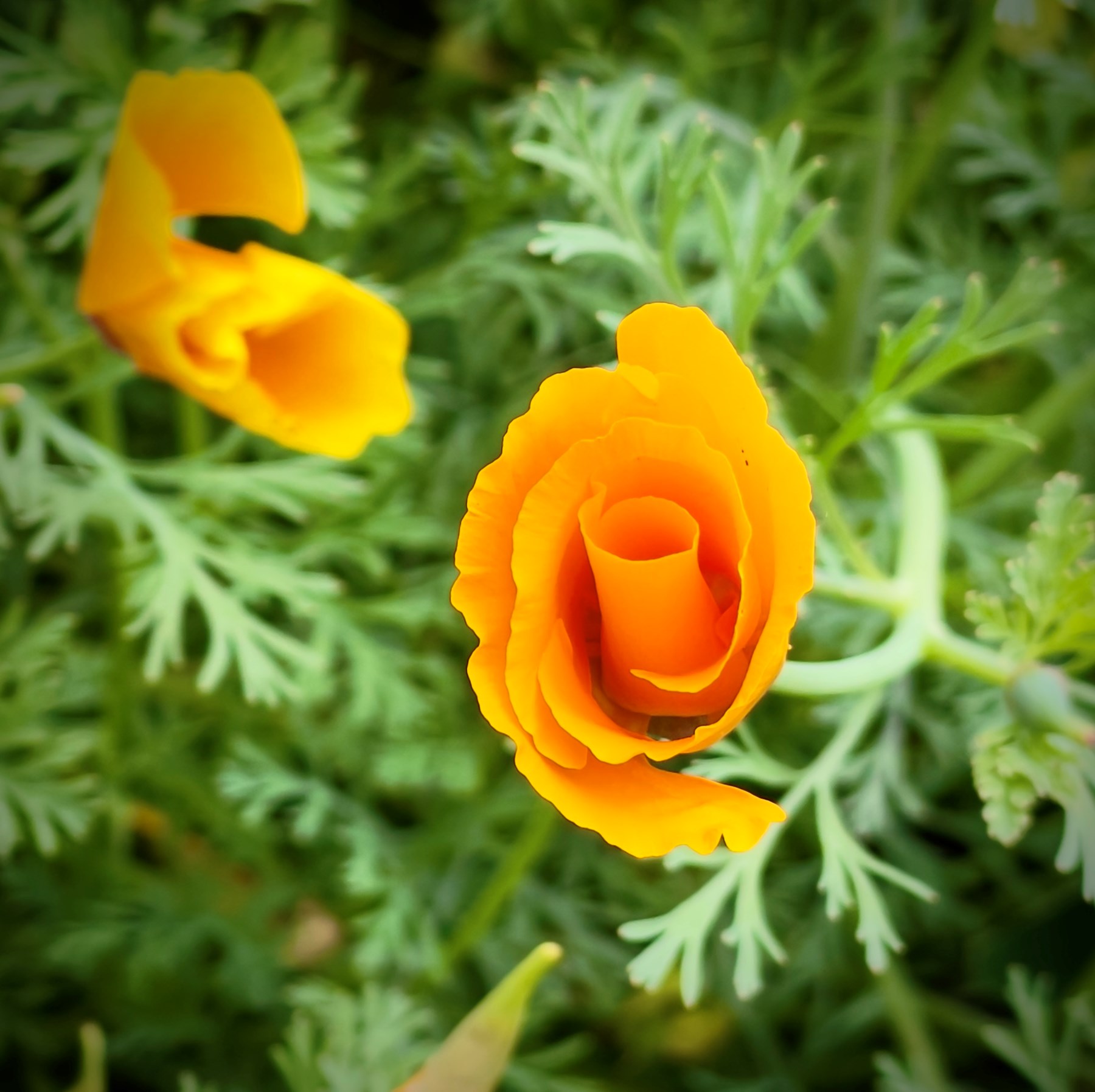 Charles Devore Obituary - Seattle, WA