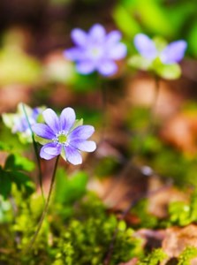 Lisa Fahey Obituary - Tucson, AZ