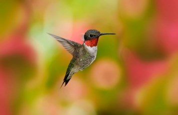 Suzanne "Sue" Roach Obituary - Jacksonville, FL