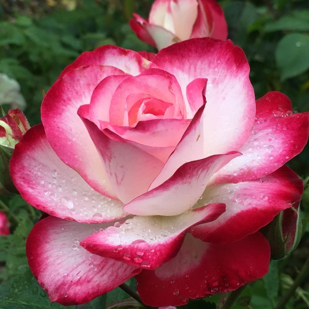 Tu Lam Obituary - Houston, TX