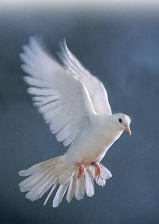 Camille Murdock Obituary - Chicoutimi, QC
