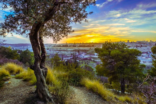 Robert Leonard Shrager Obituary - Tucson, AZ