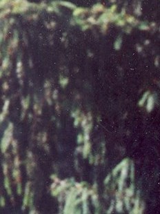 Albert Samuel Nelson Obituary - Lynn, MA Albert Samuel Nelson Obituary - Lynn, MA