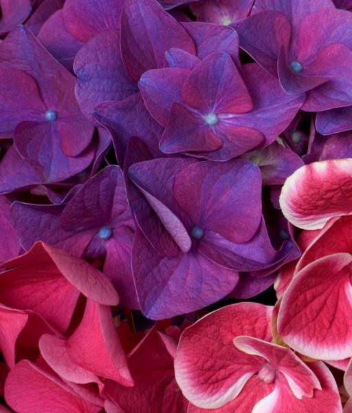 Marion GARBUTT Obituary - Parksville, BC