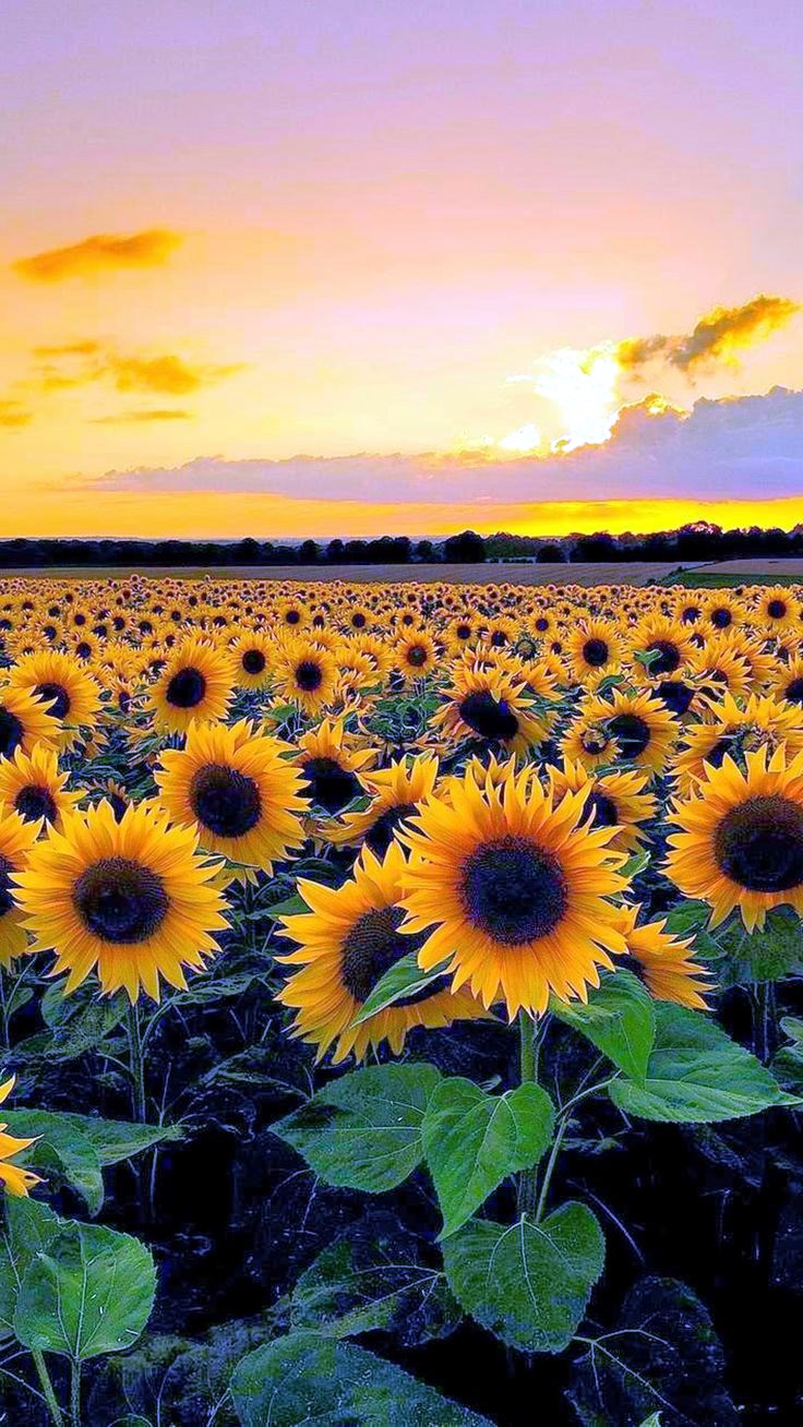 Rosa Lopez Ferro Obituary - Miami, FL