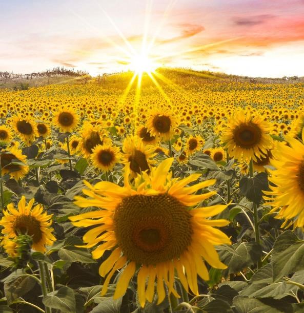 Alvine Sundin Obituary - Mesa, AZ