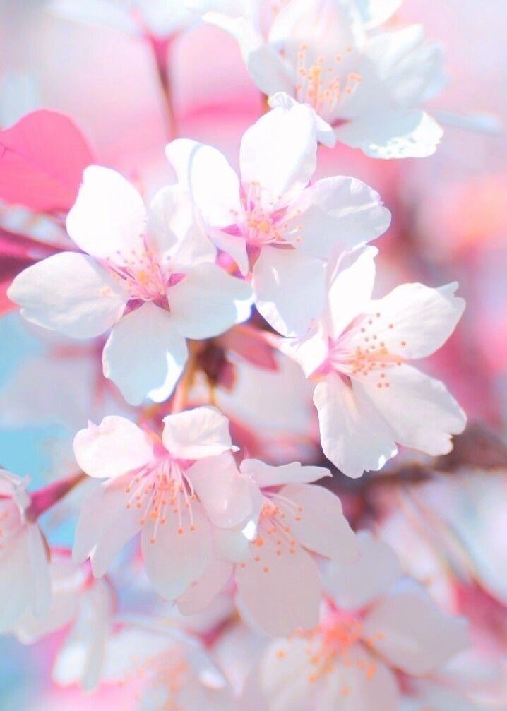 Jin LIN Obituary - Vancouver, BC