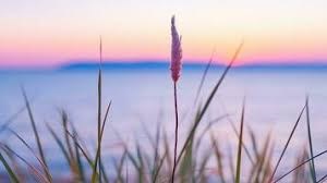 William Vandenbosch Obituary - Fair Oaks, CA