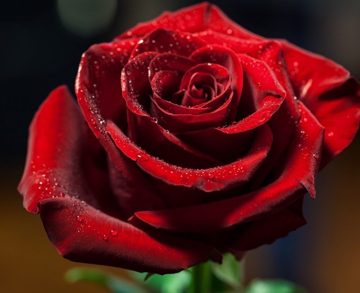 Naomi Denton avis de décès - Houston, TX