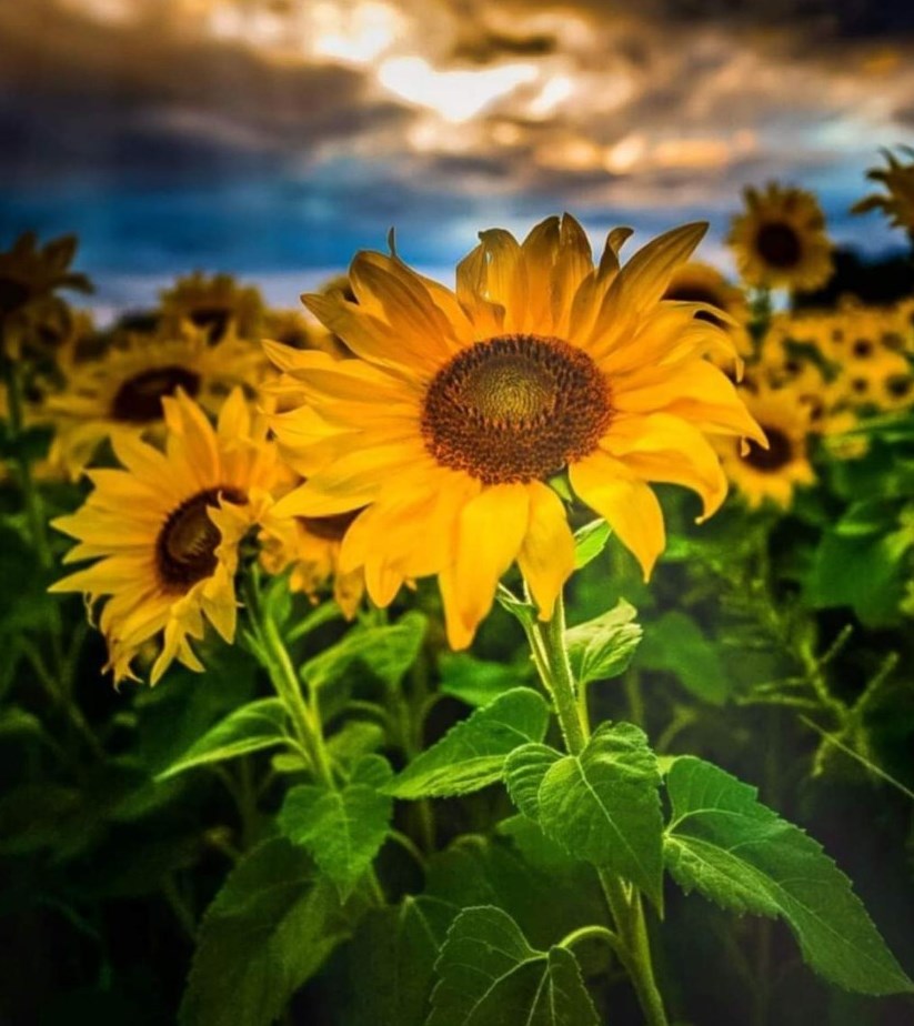 Frank Zagami Obituary - Brunswick, GA
