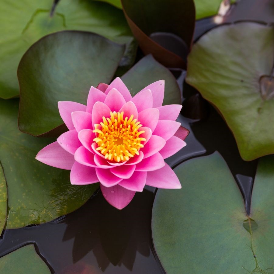 Nu Duong Obituary - Seattle, WA