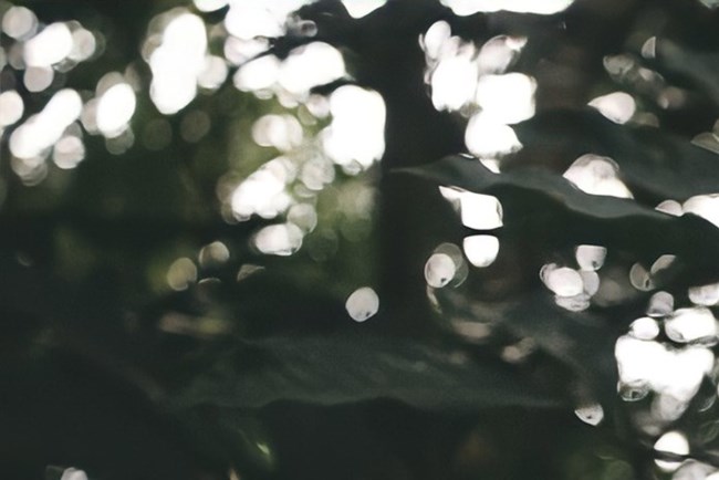 Cheryl Novak Obituary - Stickney, IL