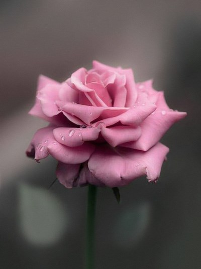 Sarah Lingle Obituary - Salem, OR