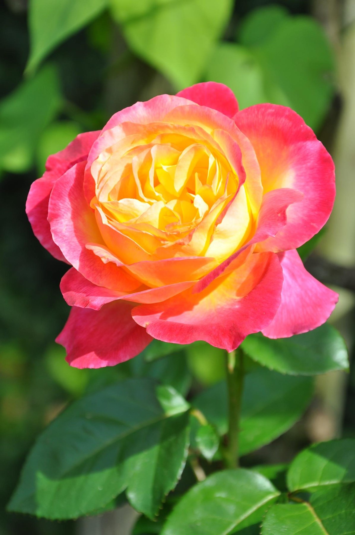 Katherine Norman Obituary - Monroe, WA