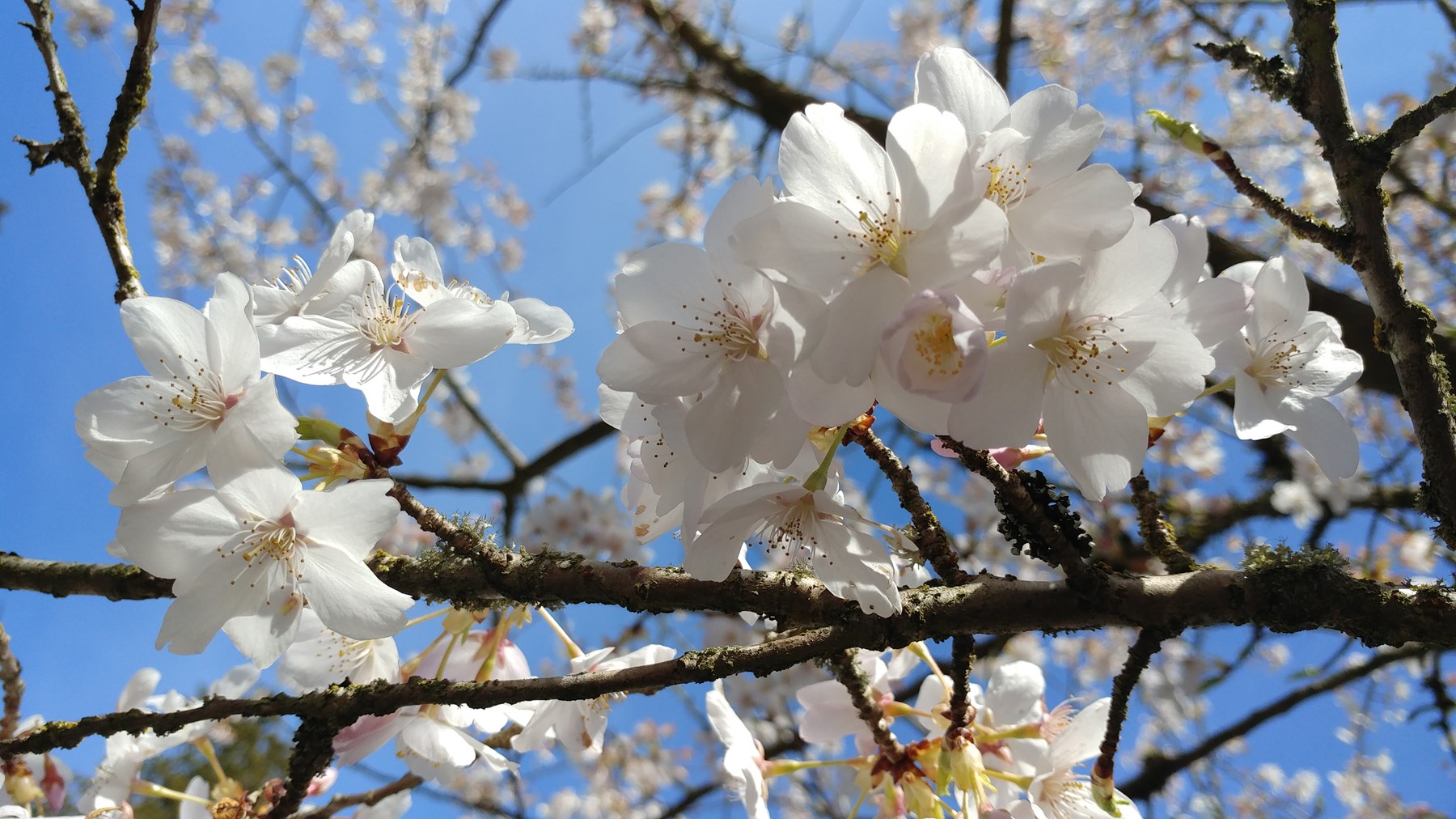 Ching Cheng Lu Obituary - Seattle, WA