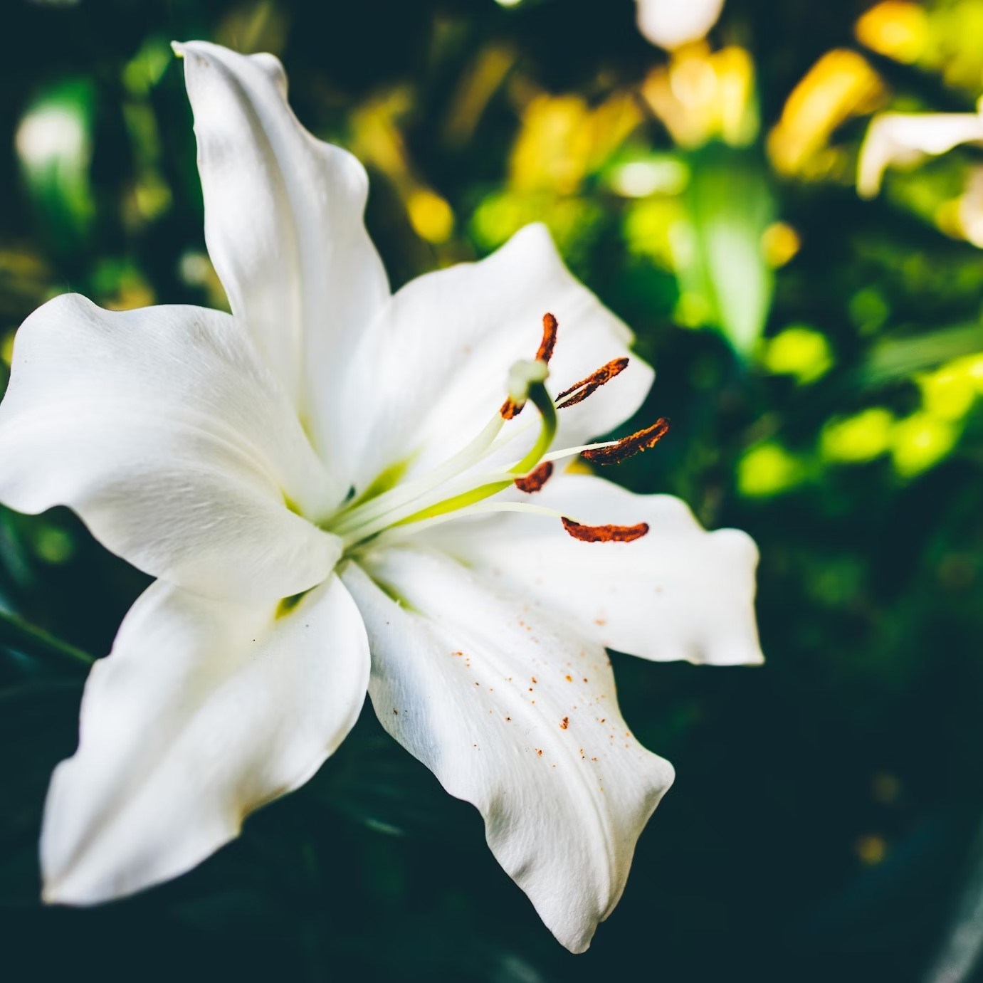 Dale Kemmer Obituary - Yuma, AZ