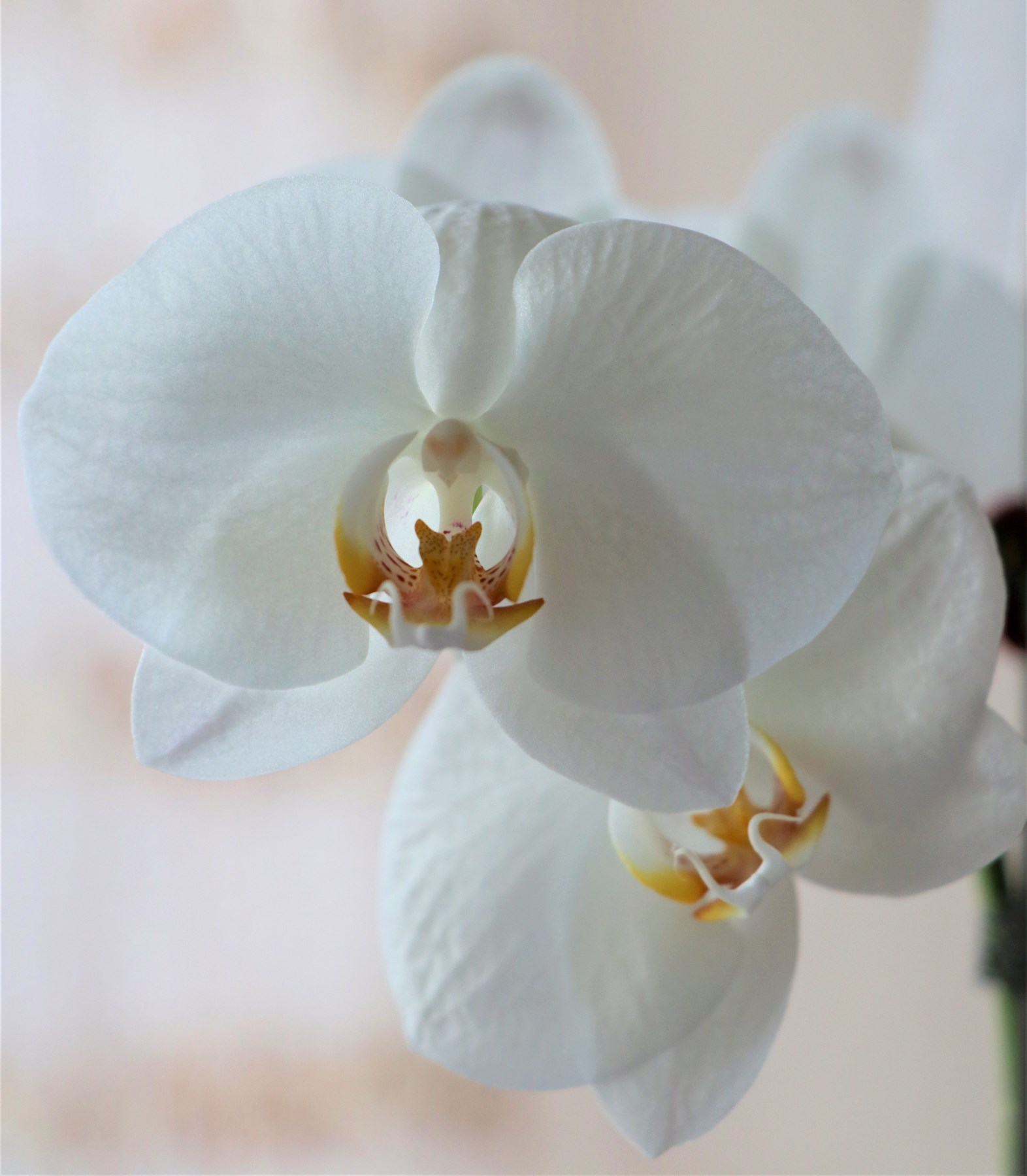 Linda Sundstrom Obituary - Millcreek, UT