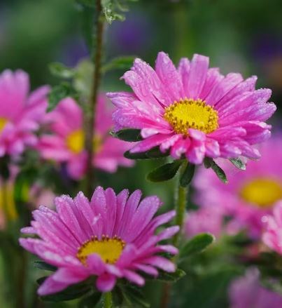 Mary Gorman Obituary - Seattle, WA