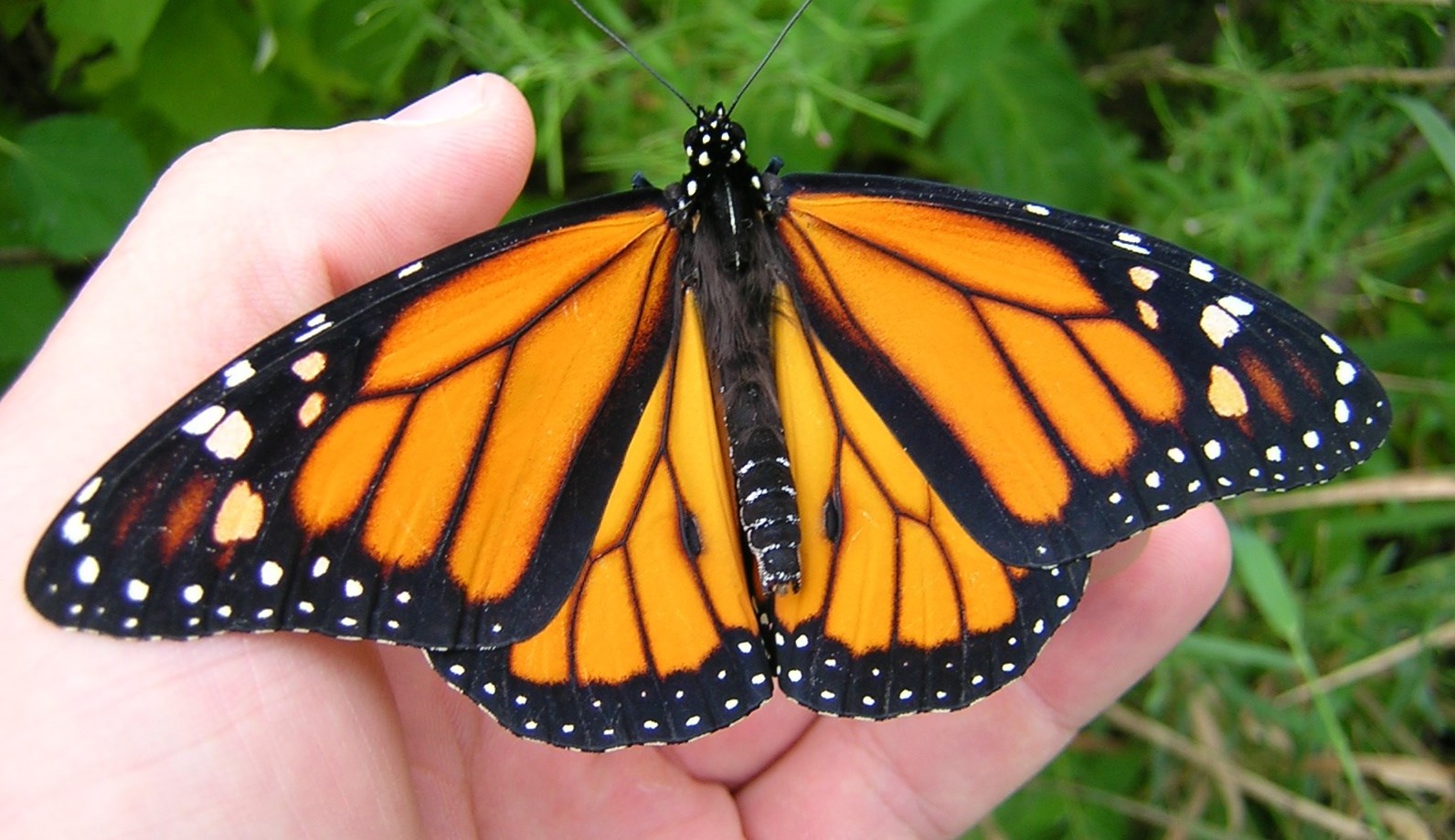 Cynthia Graneto Obituary - Mayfield Heights, OH