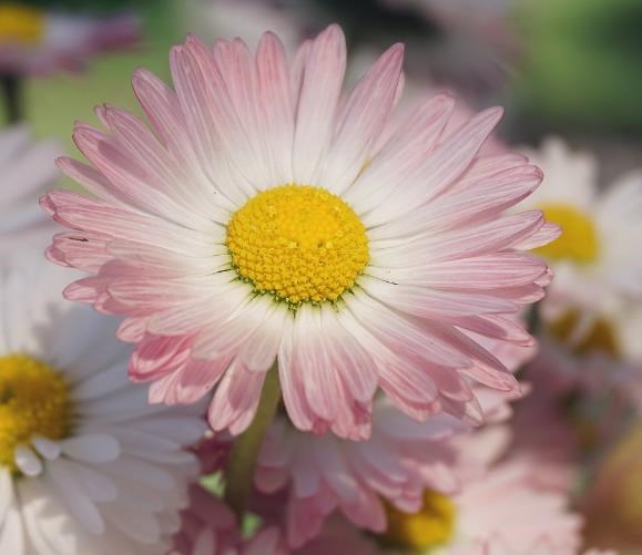 Ellen Knowles Obituary - Henderson, NV