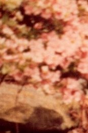 Richard Charlton Obituary - Miamisburg, OH Richard Charlton Obituary - Miamisburg, OH