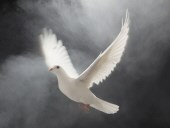 Leora Gilbert Obituary - Arlington Heights, IL