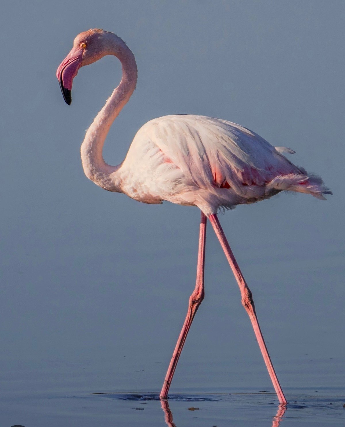 Shirley Schmitz Obituary - Lake Worth, FL