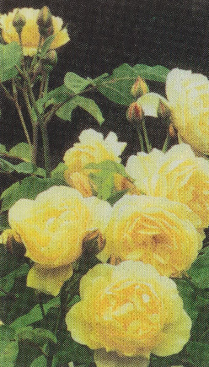 Alexander Mark Petrone Obituary - Bel Air, MD