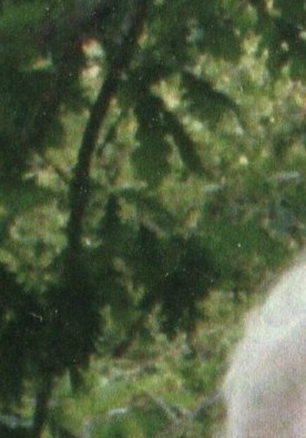 Frances Collins Obituary - Nacogdoches, TX Frances Collins Obituary - Nacogdoches, TX