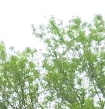 Jose Moreno Obituary - Fort Worth, TX Jose Moreno Obituary - Fort Worth, TX