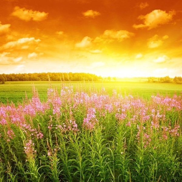 Dorothy Harriet Lehmann Obituary - Hanford, CA