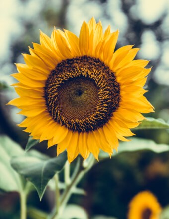 Janet Berenice Alatorre Obituary - Santa Paula, CA