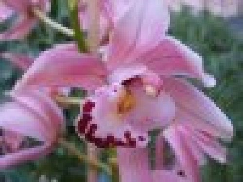 Kathy Hutcherson Obituary - Hollywood, FL