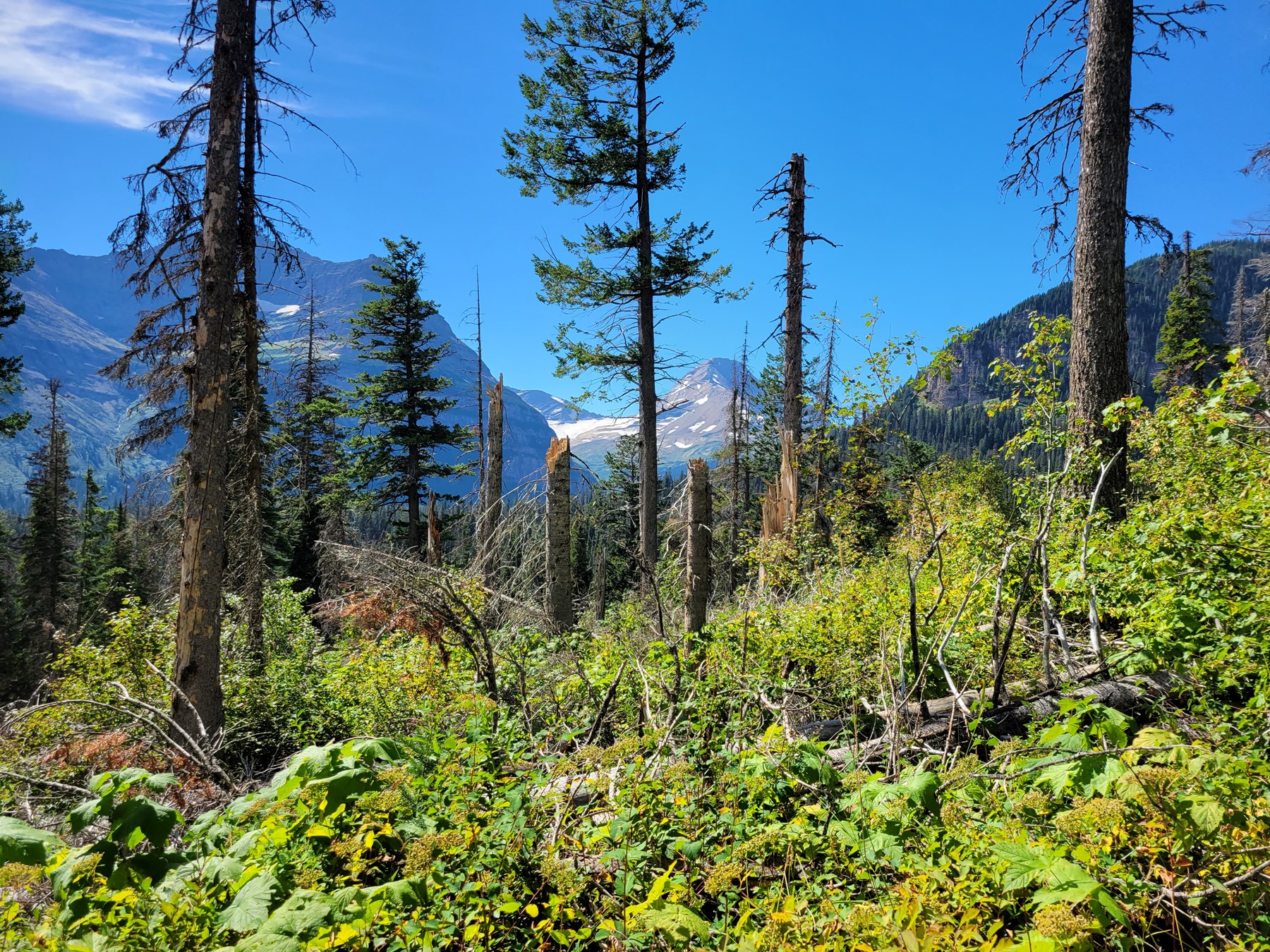 Carl Carlson Obituary - Bothell, WA