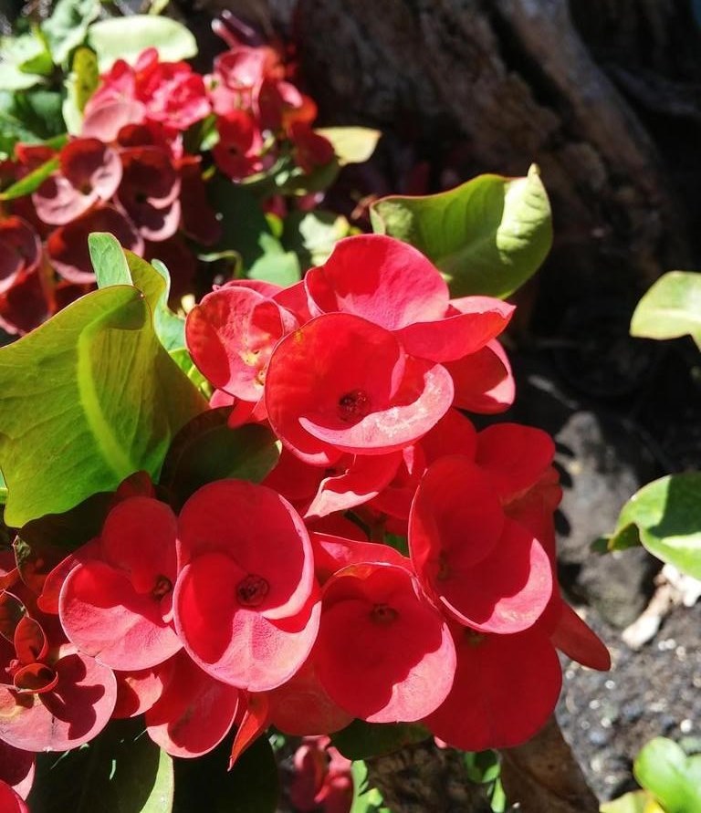 Rose Yee Loo Obituary - Honolulu, HI