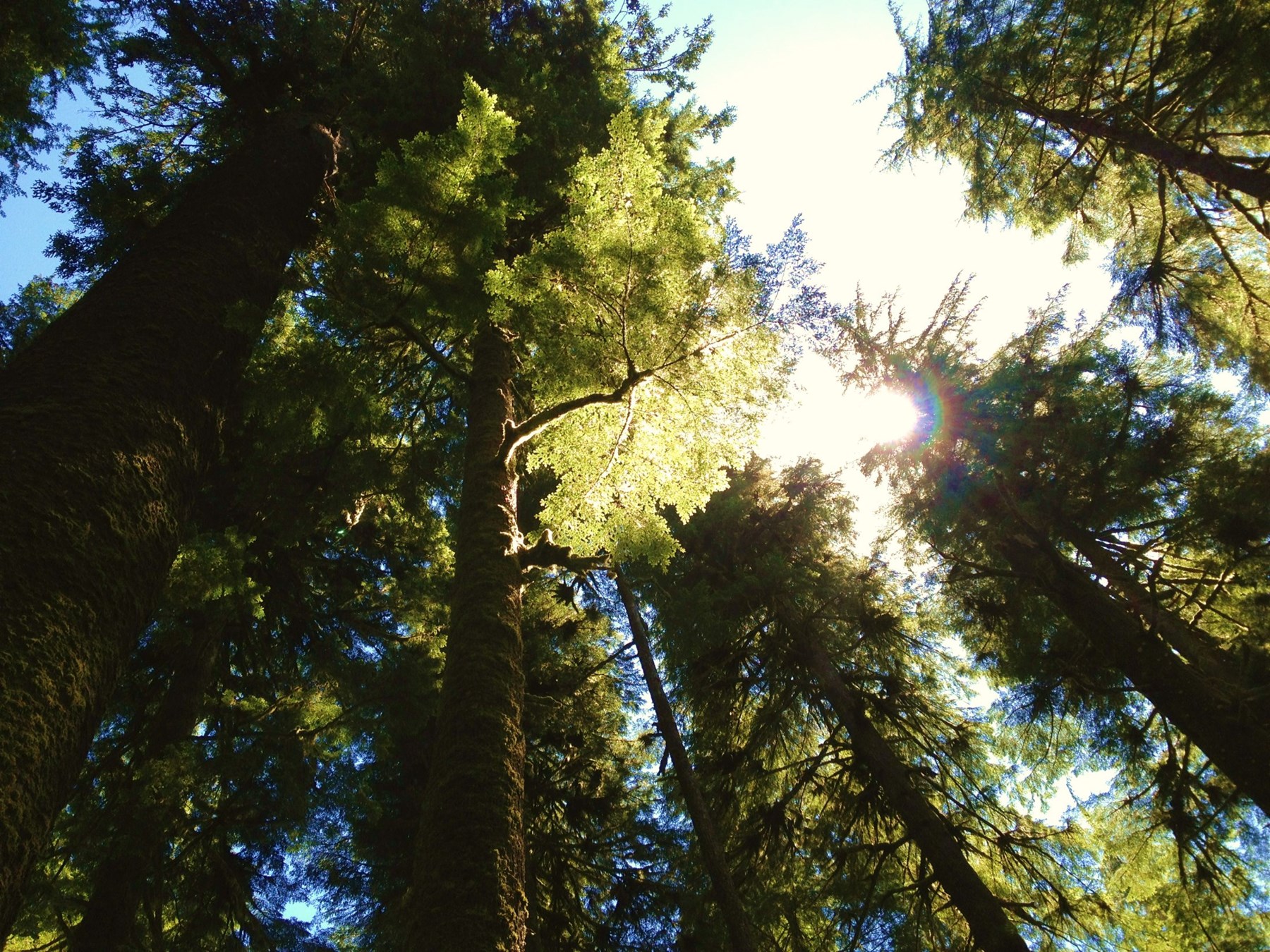 Calvin Clement Obituary - Langley, BC