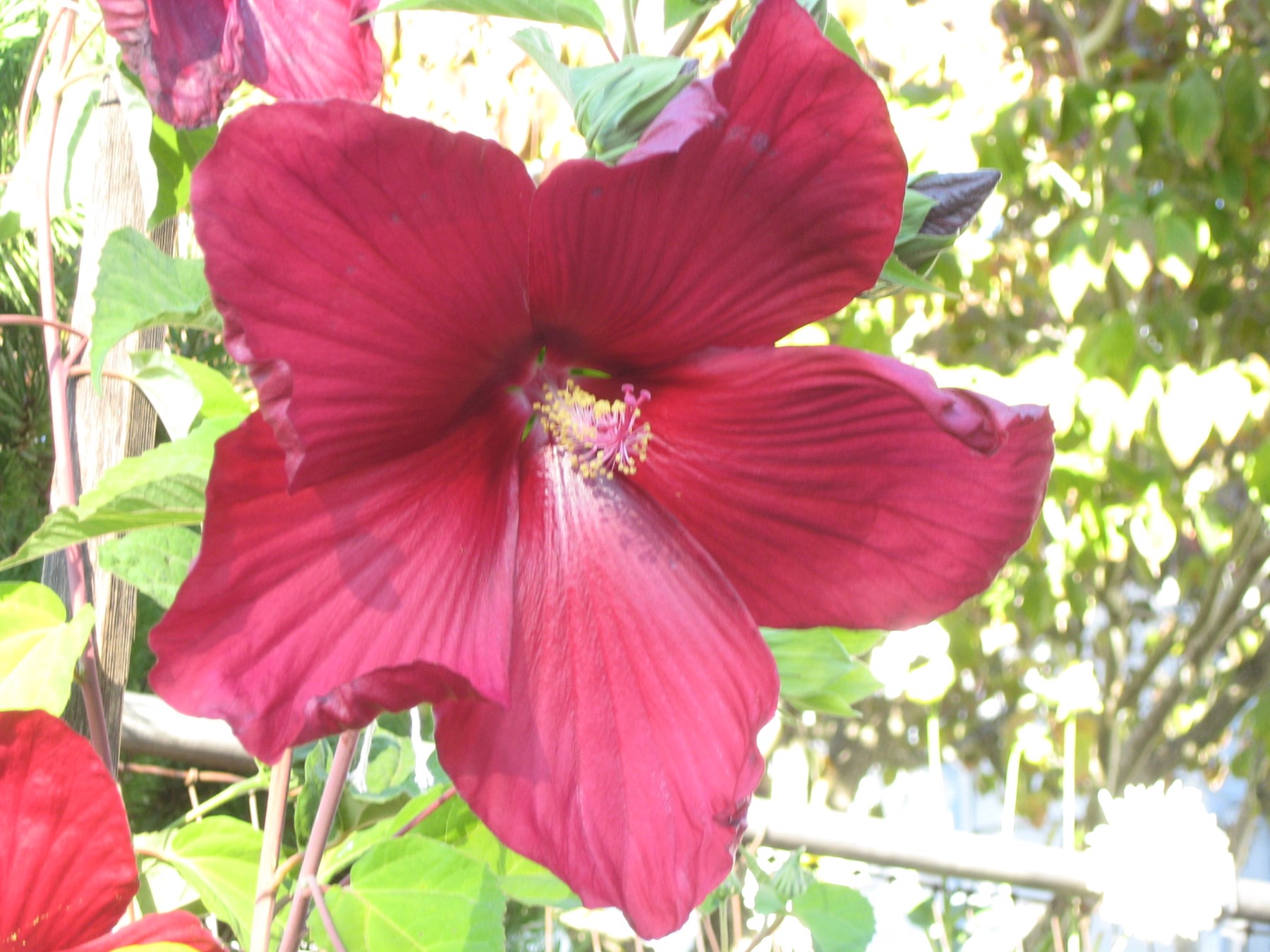 Maryalice Cordelia Riley Obituary - PORTLAND, OR