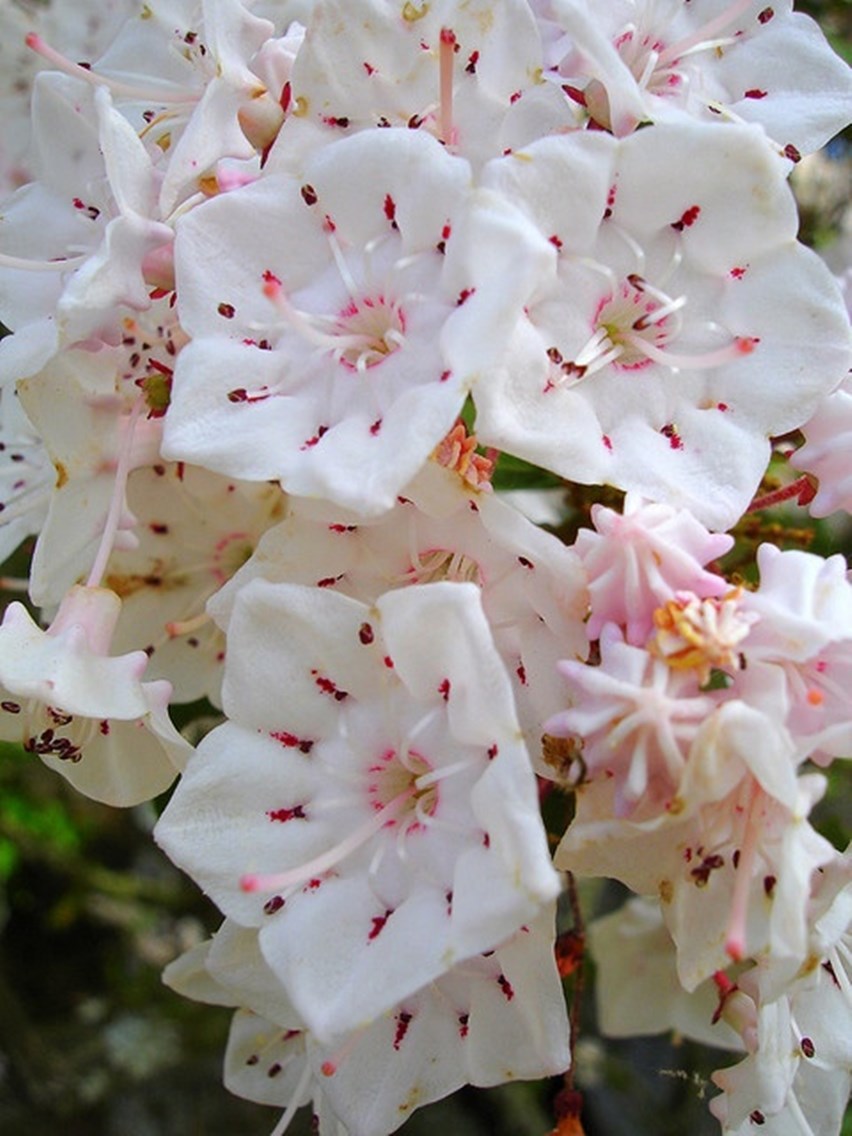 Hazel Sanders Obituary - Fort Wayne, IN