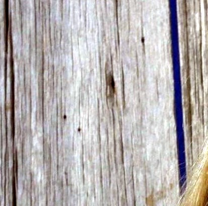 Susan R. Griffin Obituary - Pflugerville, TX Susan R. Griffin Obituary - Pflugerville, TX