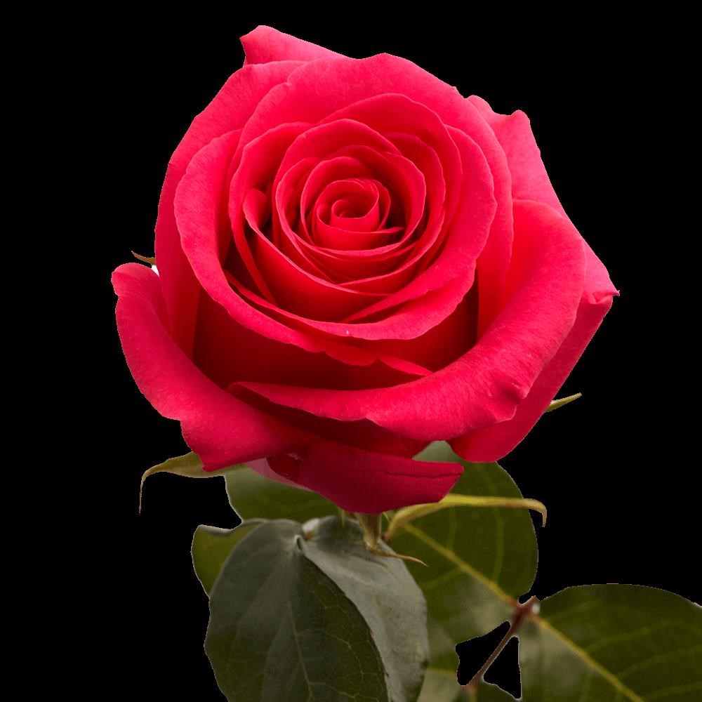 Charles Ballard Obituary - Kingwood, TX Charles Ballard Obituary - Kingwood, TX