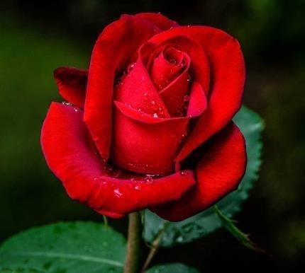 David Moore Obituary - Houston, TX