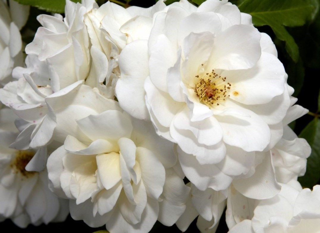 Jean Ganey Castleberry Obituary - Katy, TX