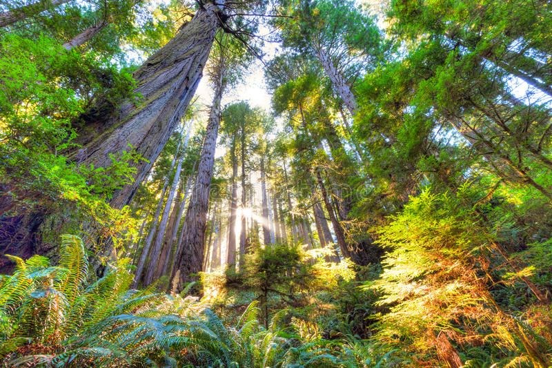 Theodore Arthur Seifert Obituary - Salem, OR