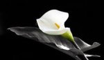 Obituaries Search for mary parr